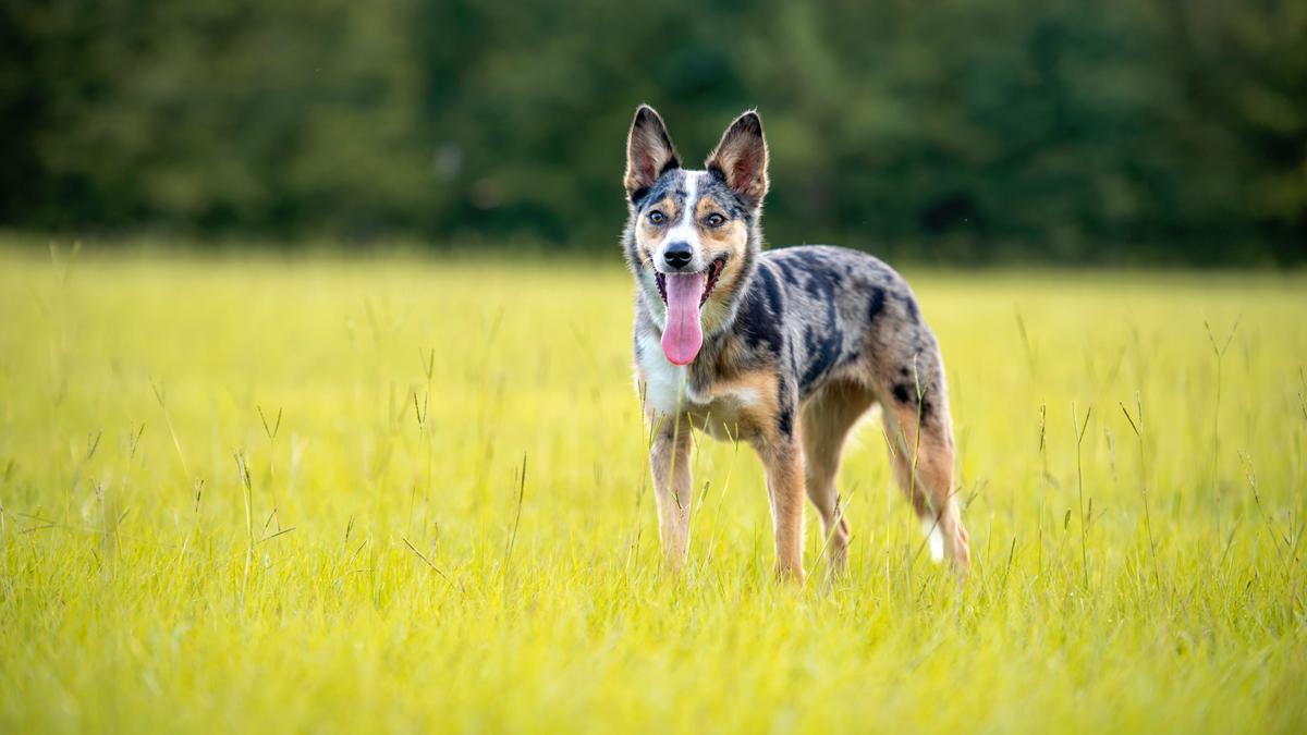 25 cute Australian Koolie puppies for sale | Good Dog