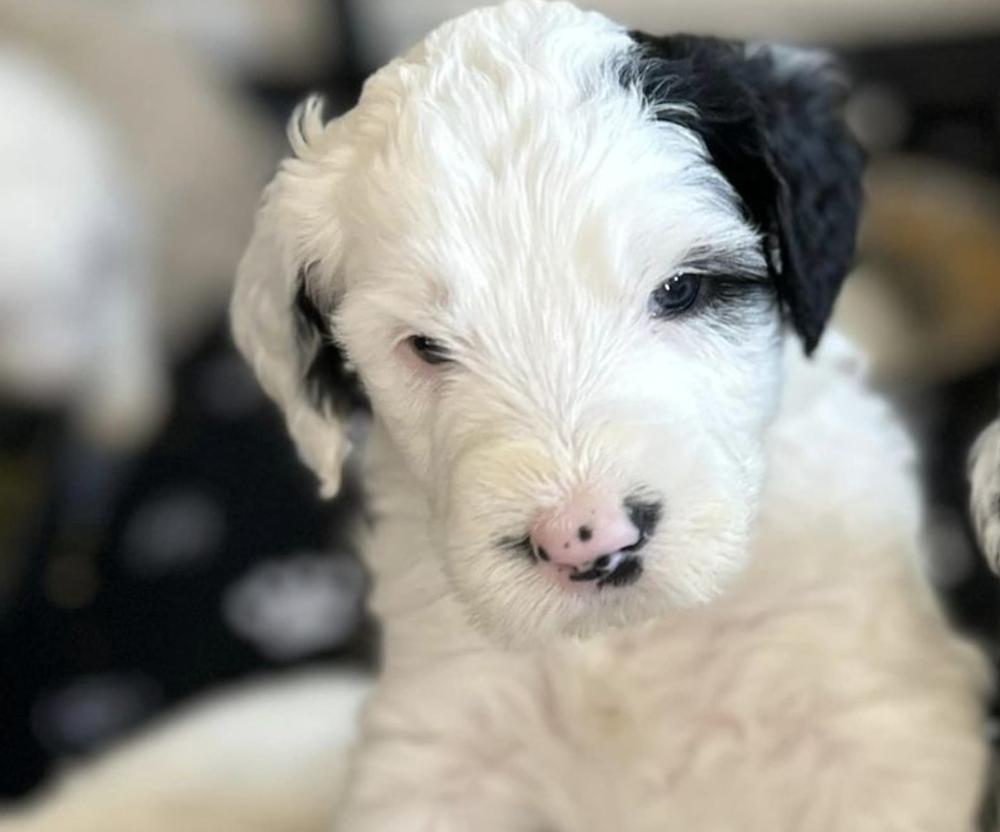 Taylor's Sheepadoodle Puppies in Ohio | Sheepadoodle puppies | Good Dog