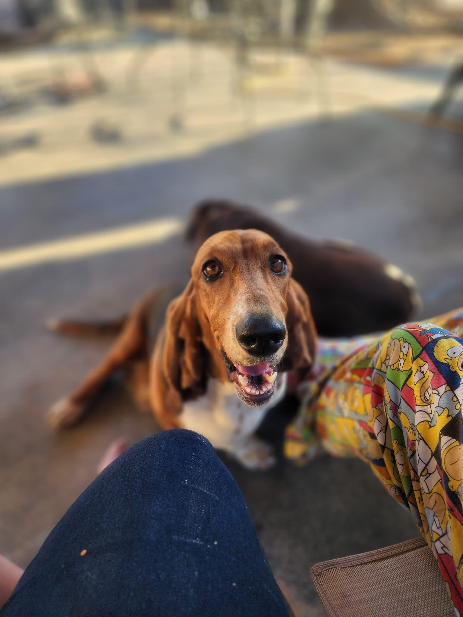 Happy Acre Bassets in Idaho | Basset Hound puppies | Good Dog