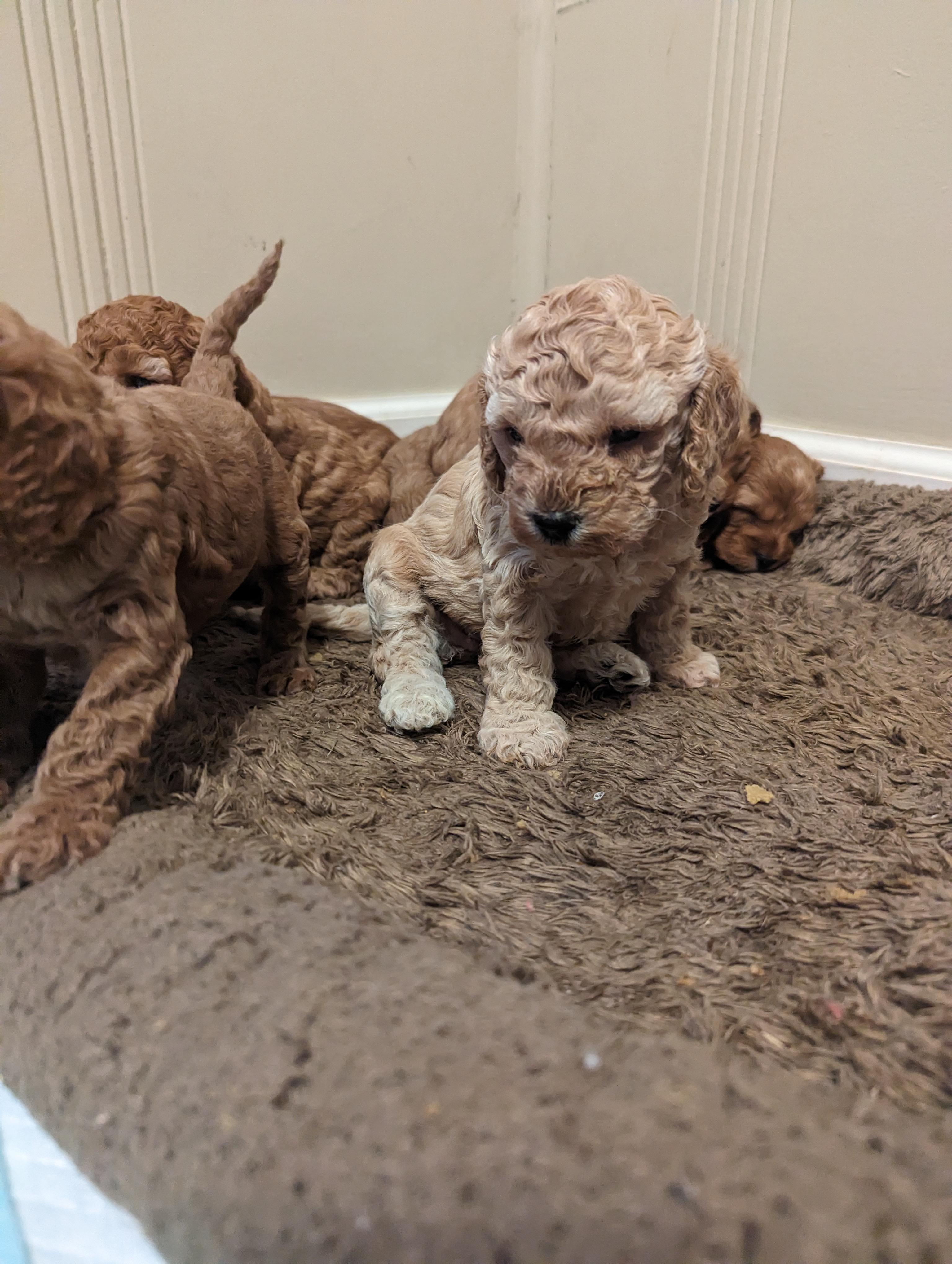 L&L Cockapoos in Ohio | Cockapoo puppies | Good Dog
