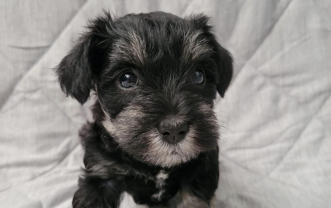 Seaman's Schnauzers in Idaho | Miniature Schnauzer puppies | Good Dog