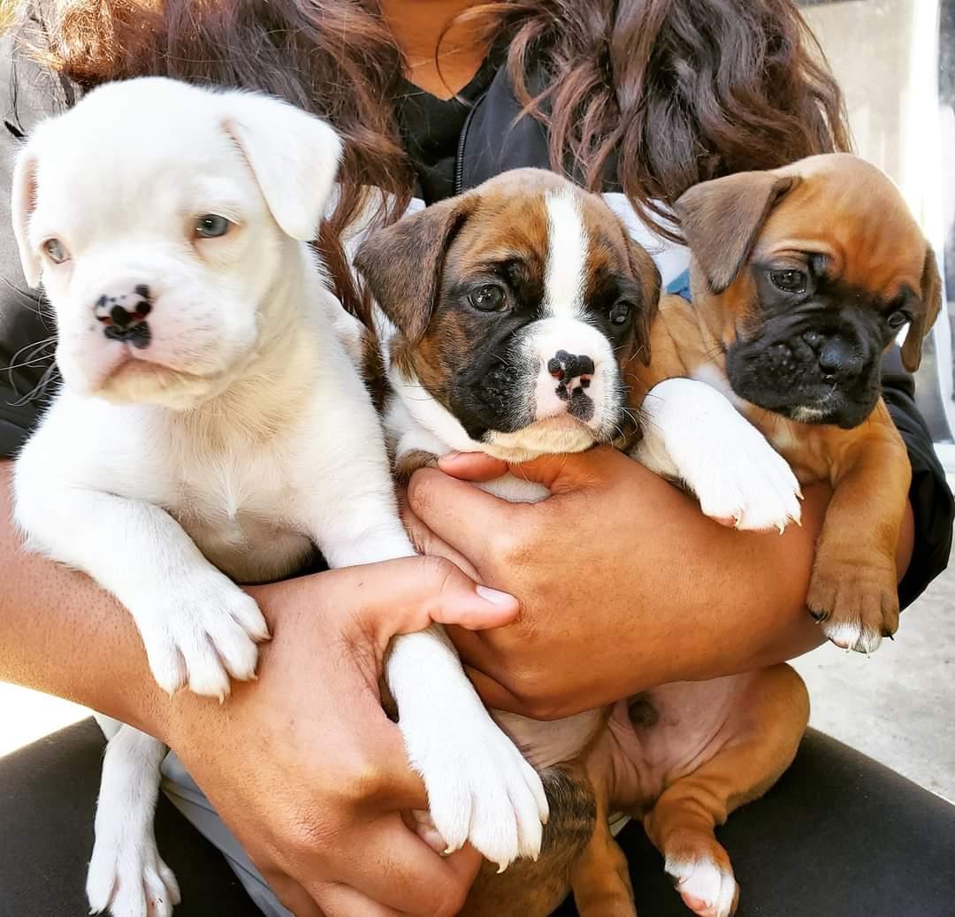 Bayla Belle's Boxers in Florida | Boxer puppies | Good Dog