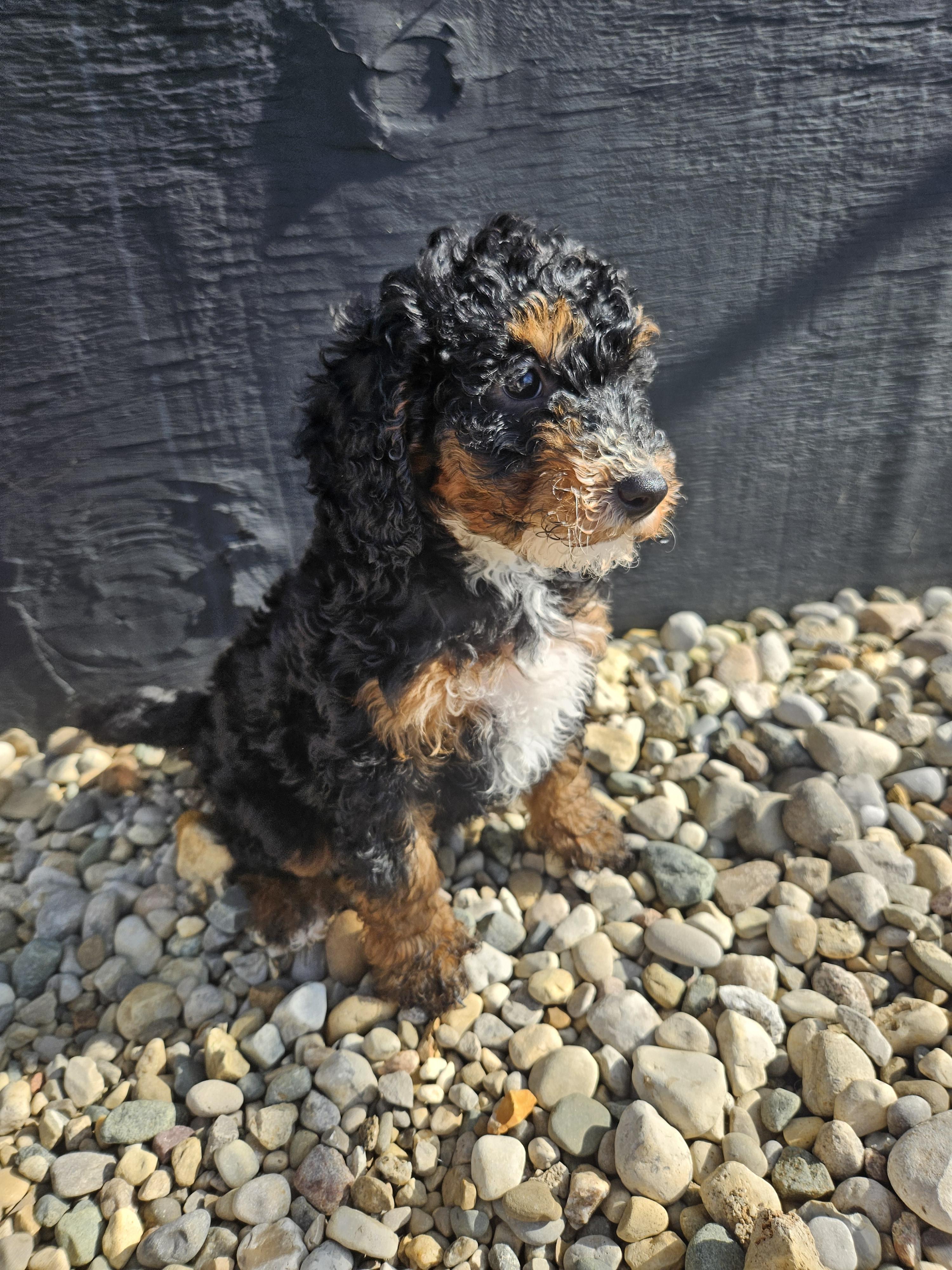 Peaceful Pines LLC in Michigan | Bernedoodle, Cavapoo or Newfypoo ...