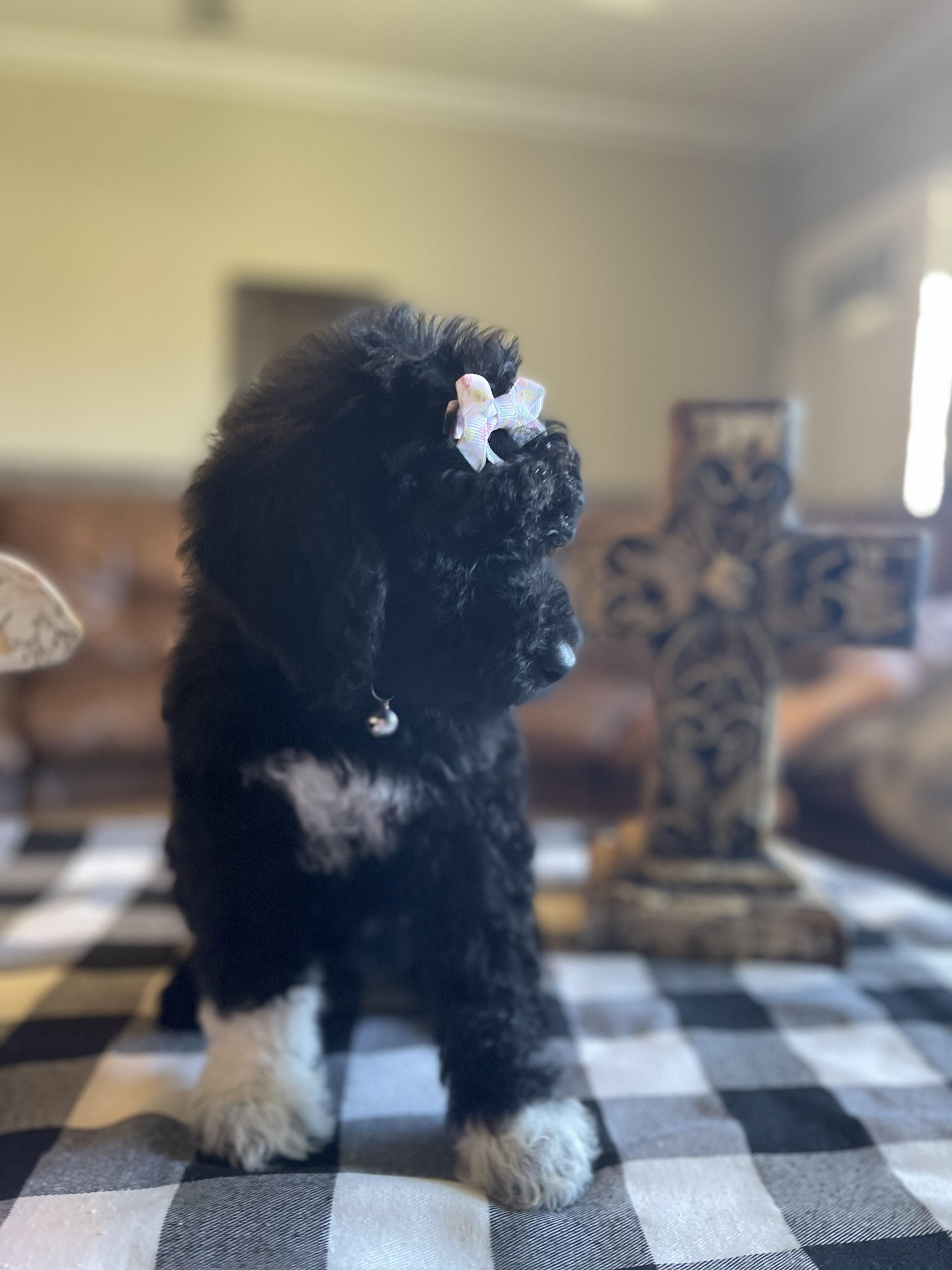 Sooner State Standards in Oklahoma | Poodle puppies | Good Dog