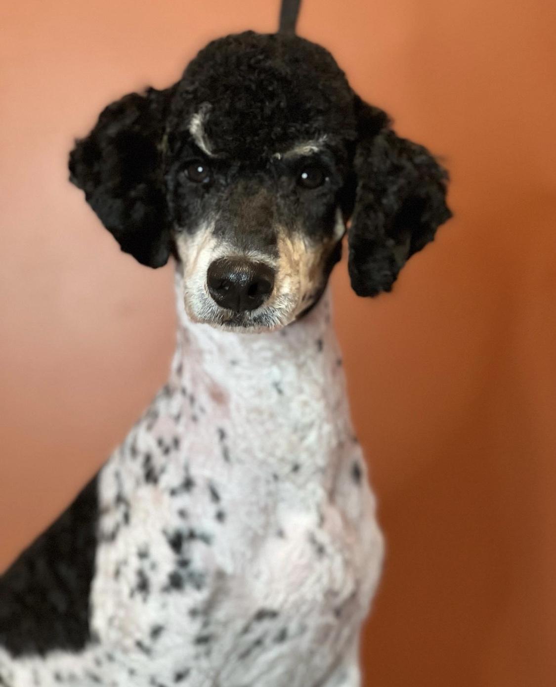 Granny Creek Bernedoodles in Ohio | Bernedoodle and Poodle puppies ...