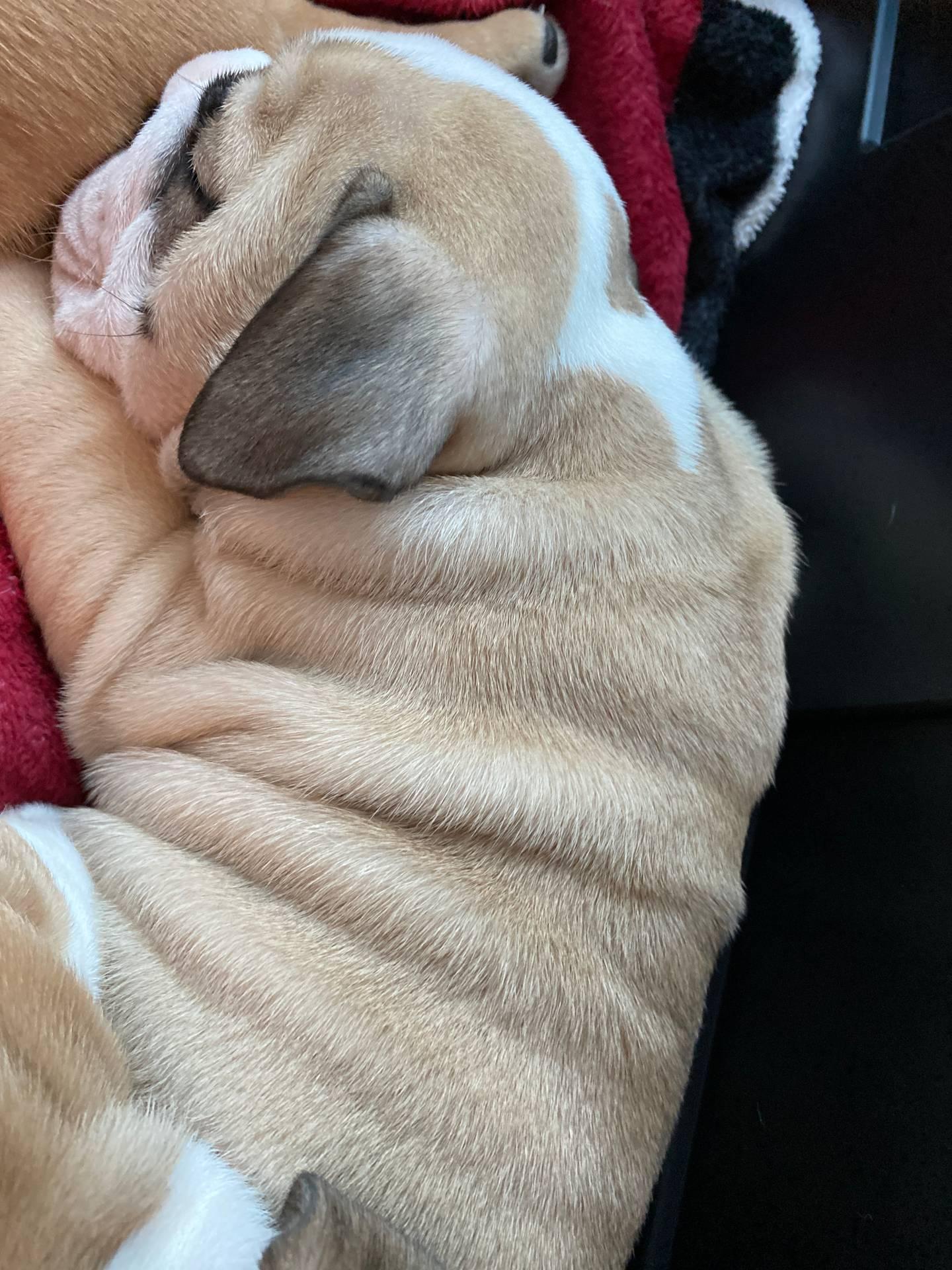 Pearl's Bulldogs in Arizona | Bulldog puppies | Good Dog