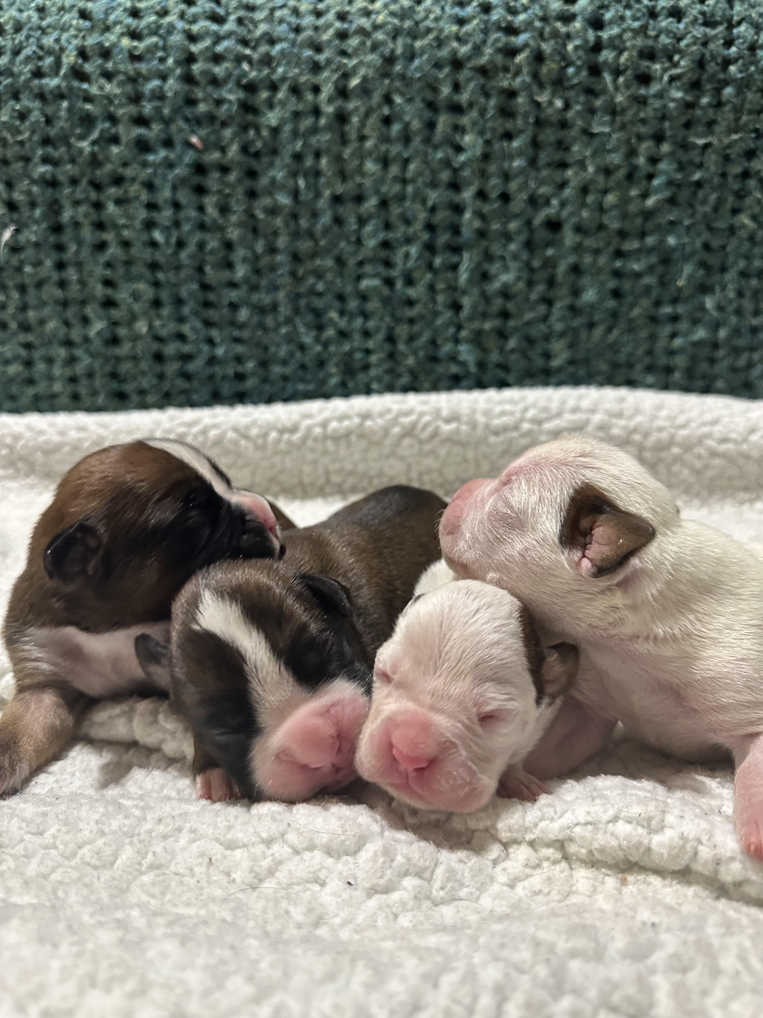 East River Boxers in Washington | Boxer puppies | Good Dog