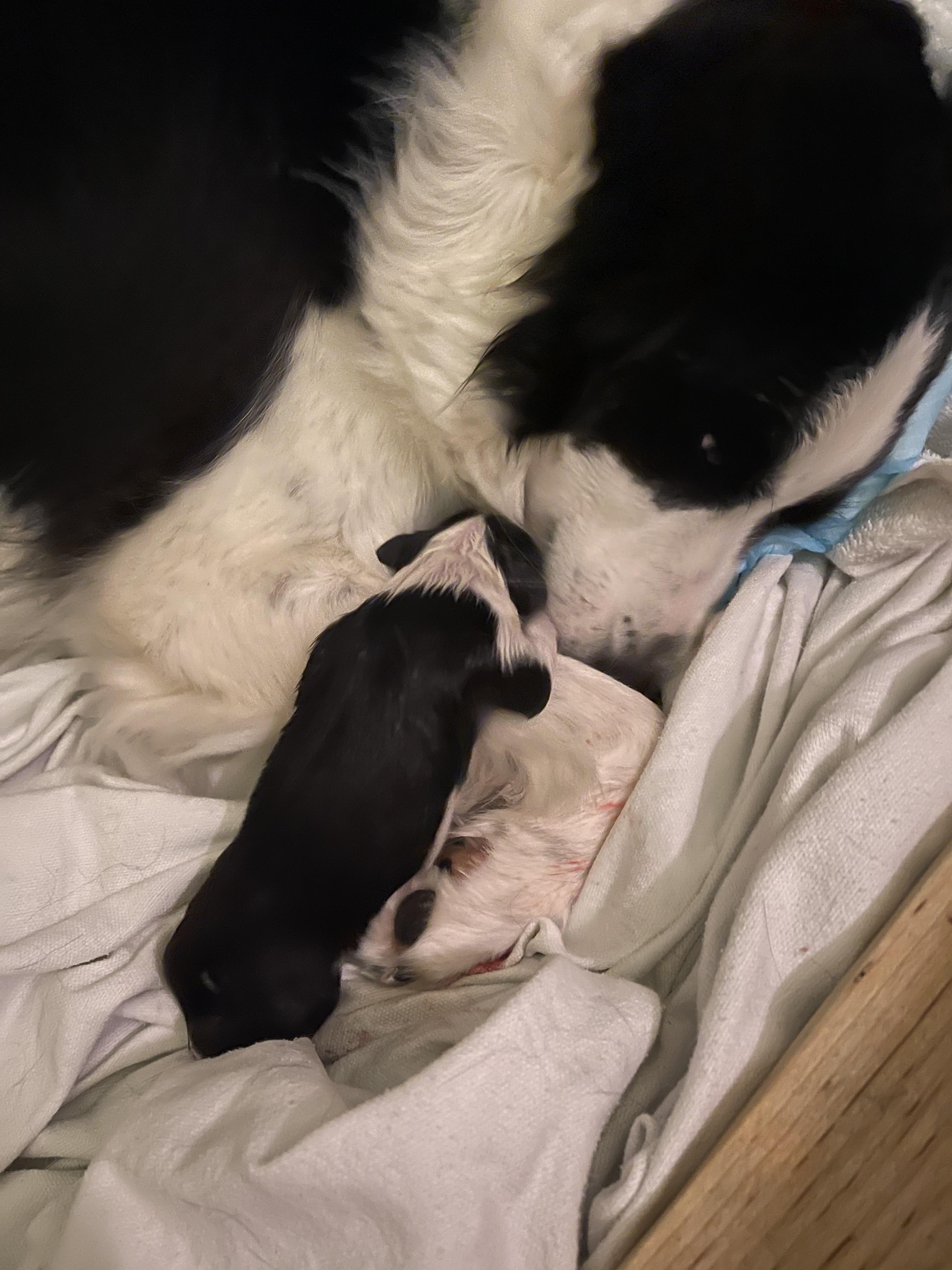 Dragonfly BC Puppies (Champion Lineage) in Arizona | Border Collie ...