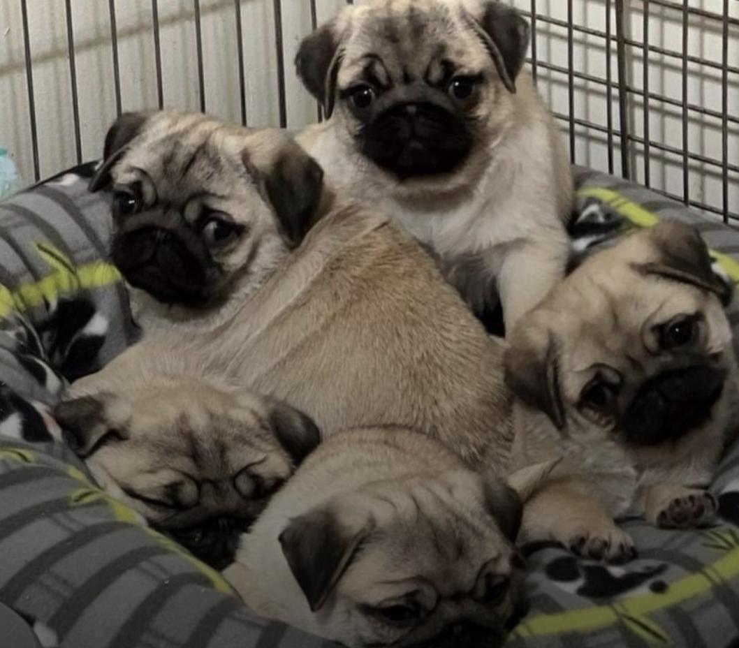 Cloverhill in Pennsylvania | Pug puppies | Good Dog