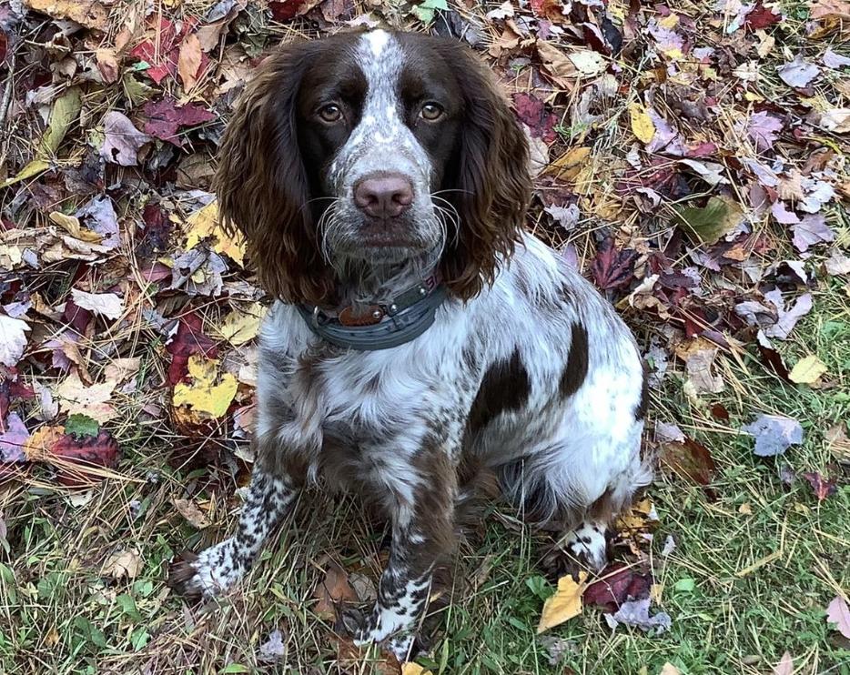 Hoppin Honey Homestead in Pennsylvania | English Springer Spaniel ...