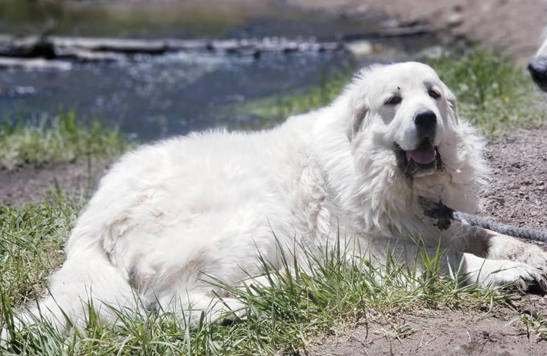 White Mountain Pyrenees and Huskies in Arizona | Great Pyrenees puppies ...
