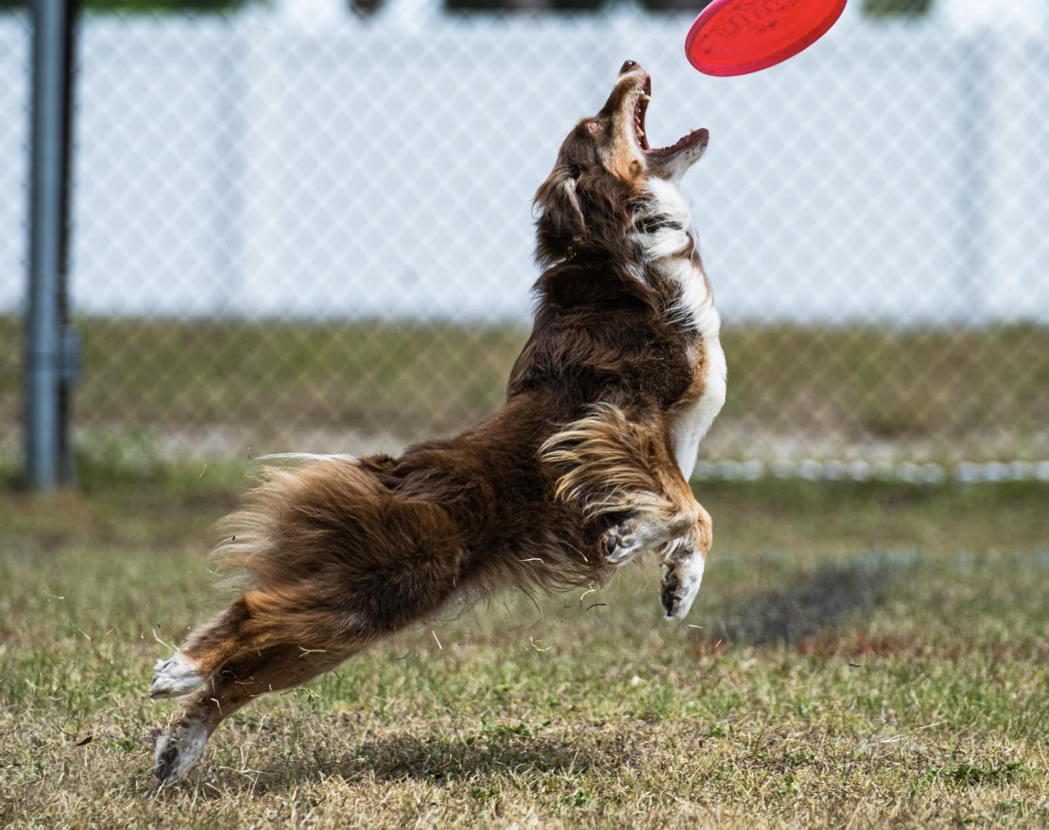 Kat Fahle in Florida | Miniature Australian Shepherd puppies | Good Dog