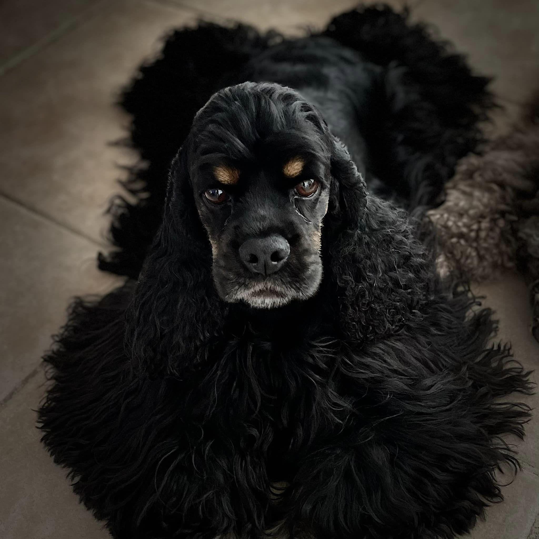 Jesselle Cocker Spaniels in Florida | Cocker Spaniel and English Cocker ...