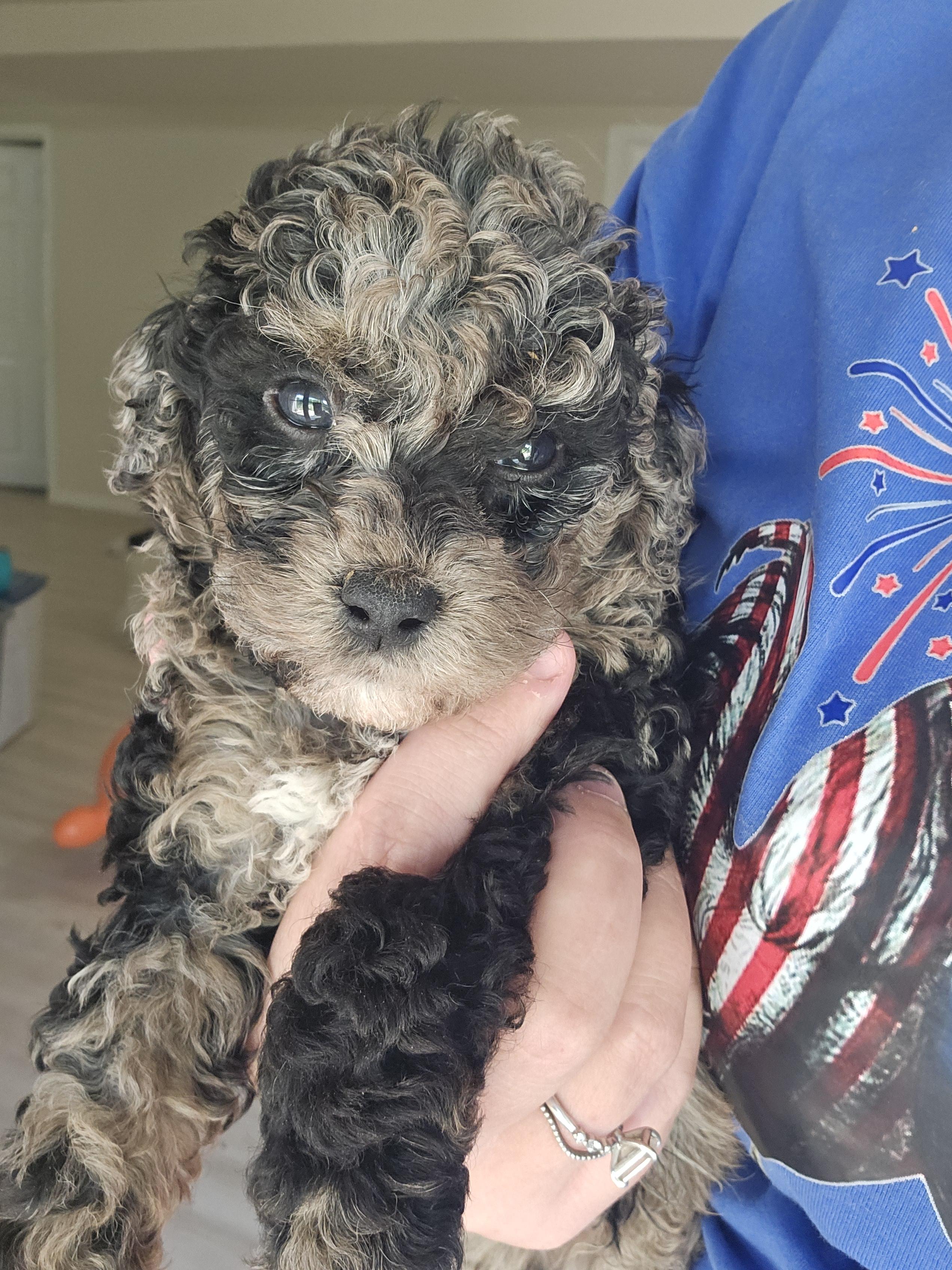 Perry's doodles in Illinois | Bernedoodle, Cockapoo, Schnoodle or ...