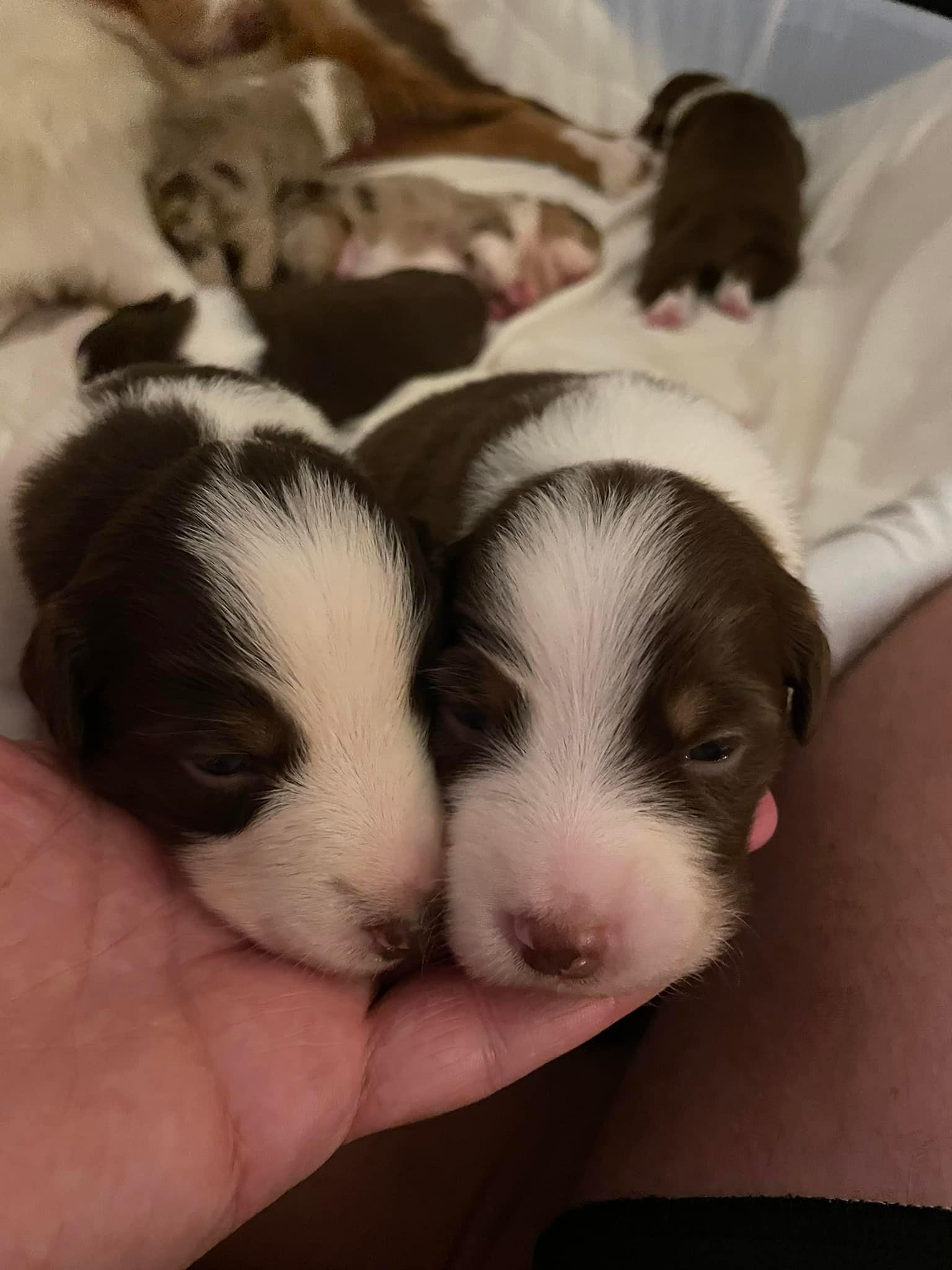 Bruk Aussies in Florida | Australian Shepherd puppies | Good Dog