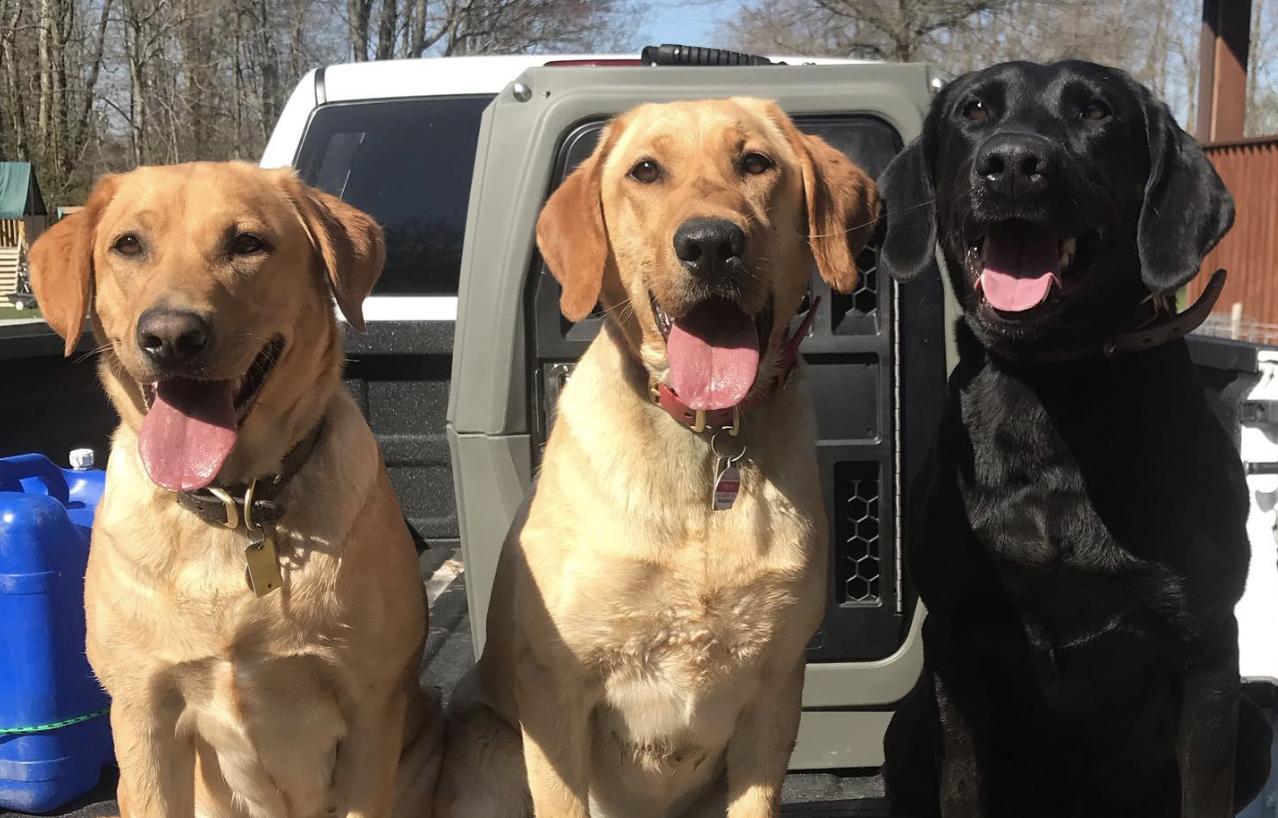 Luna Moon Retrievers in Ohio | Labrador Retriever puppies | Good Dog