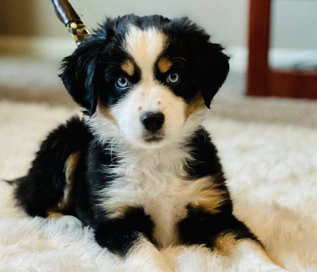 Kehlani Falls Mini Aussie’s in Kansas | Miniature Australian Shepherd ...