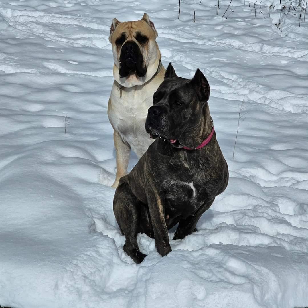 RRR Corsos in Tennessee | Cane Corso puppies | Good Dog