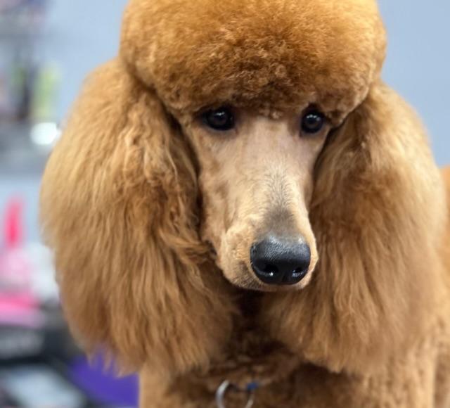 Ruby the poodle in Florida | Poodle and Yorkshire Terrier puppies ...