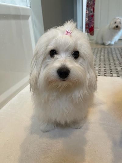 Cotoncutie in California | Coton de Tulear puppies | Good Dog