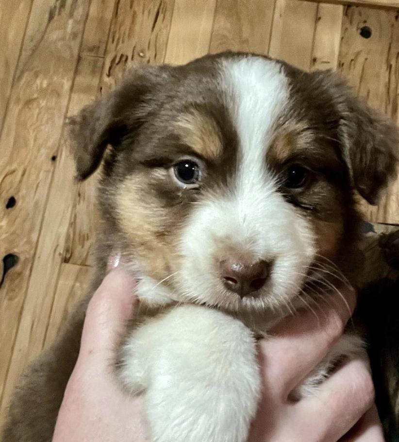 AJB Tx Ranch Mini Aussies in Texas | Miniature Australian Shepherd ...