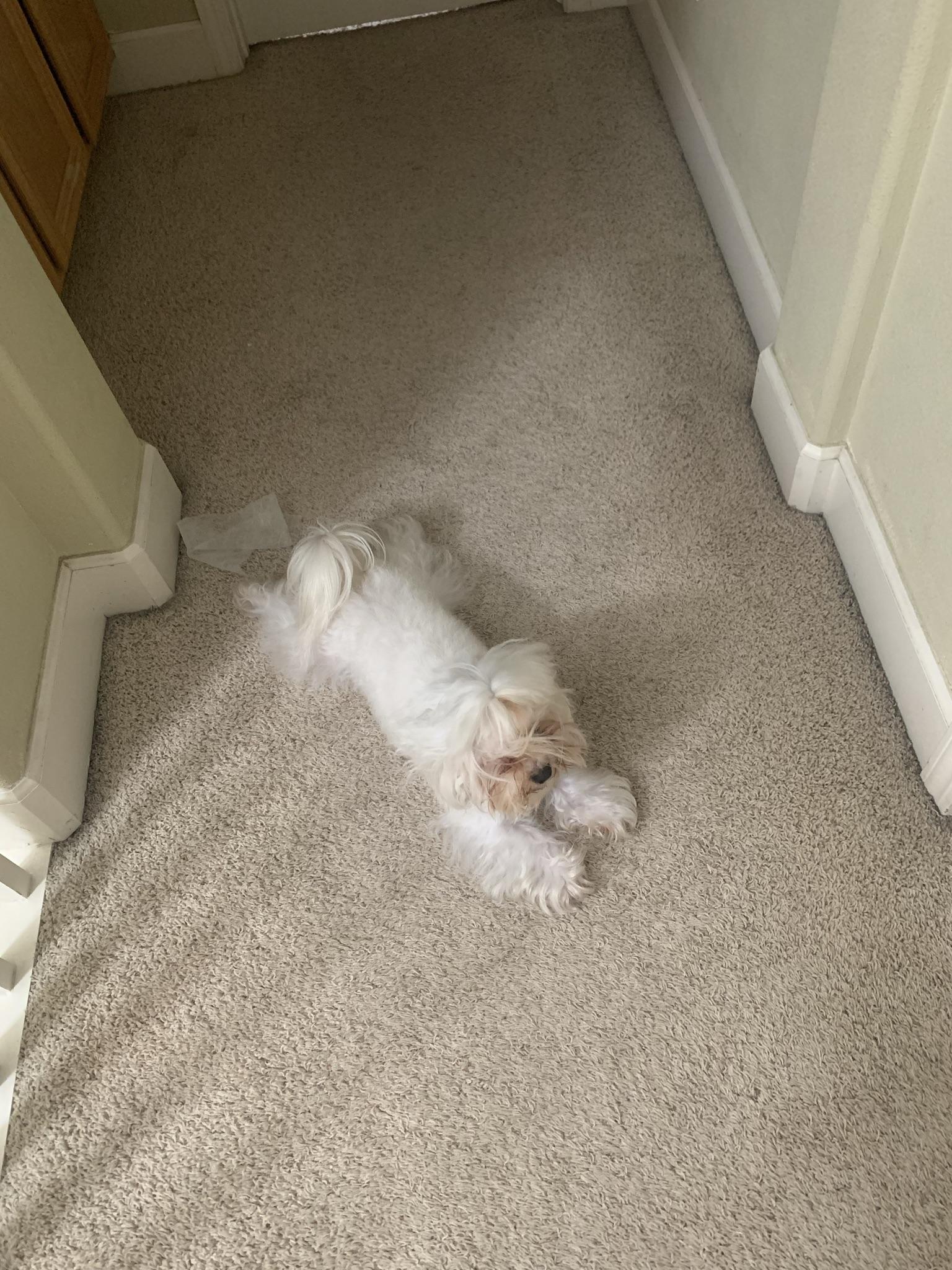 The Sassy Shihpoos in California | Shihpoo puppies | Good Dog