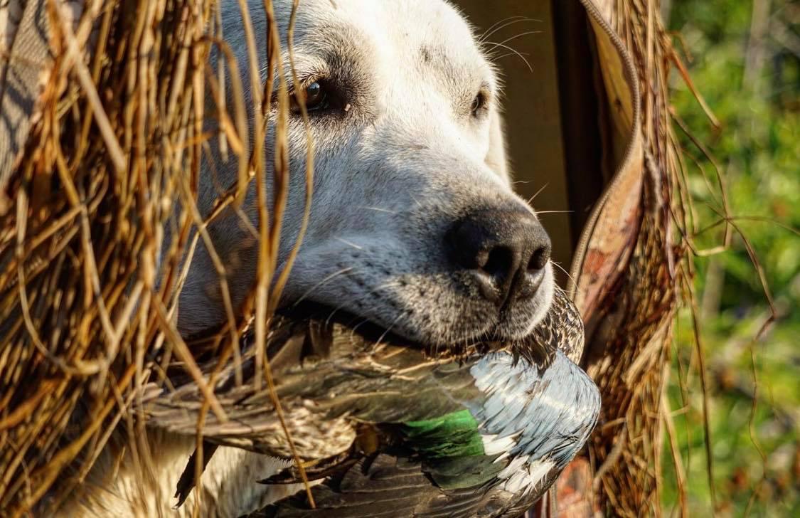 Cactus Rose Labradors in Texas | Labrador Retriever puppies | Good Dog