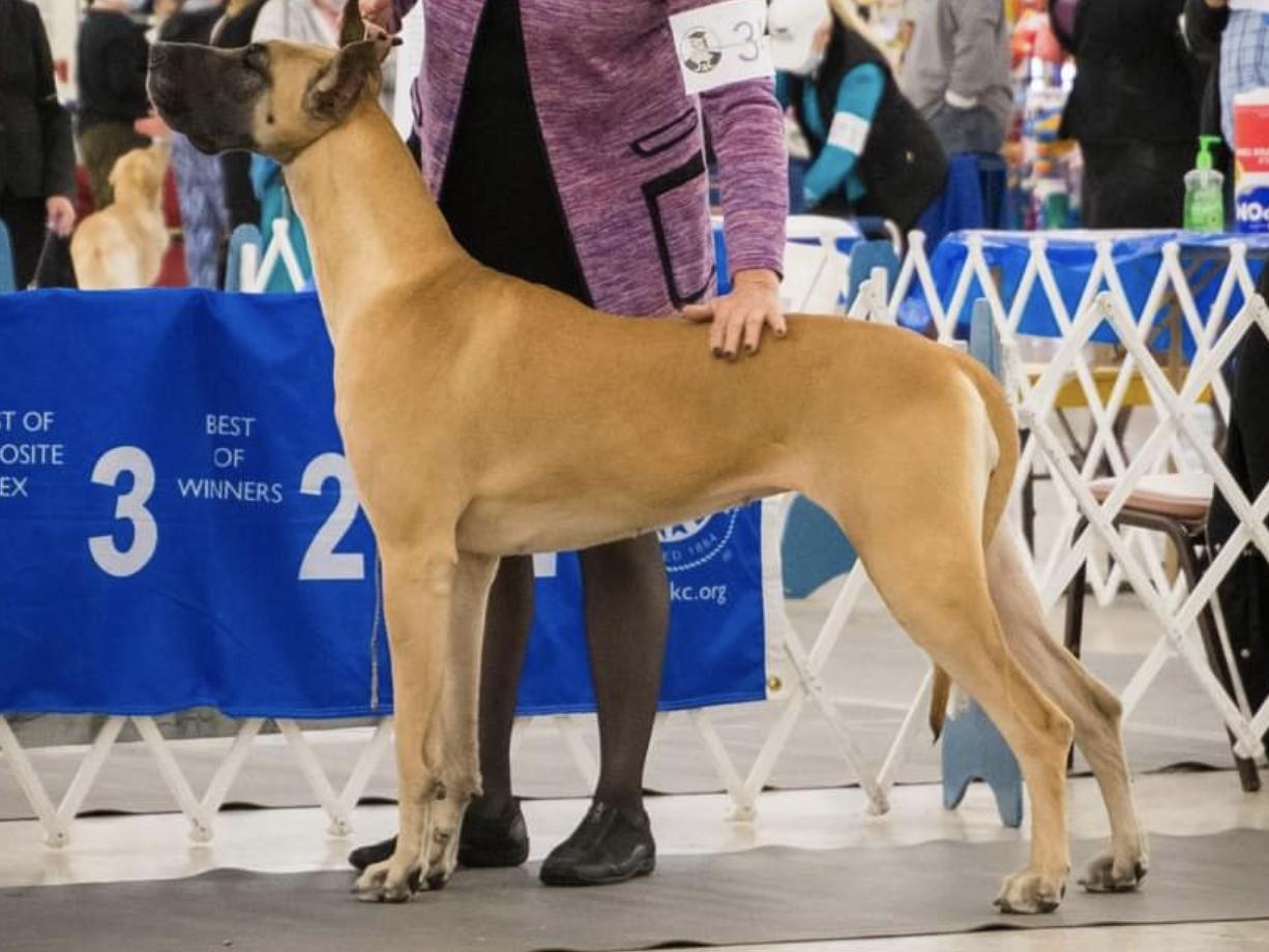Angelwingz Kennels in Oklahoma | Great Dane and Pembroke Welsh Corgi ...