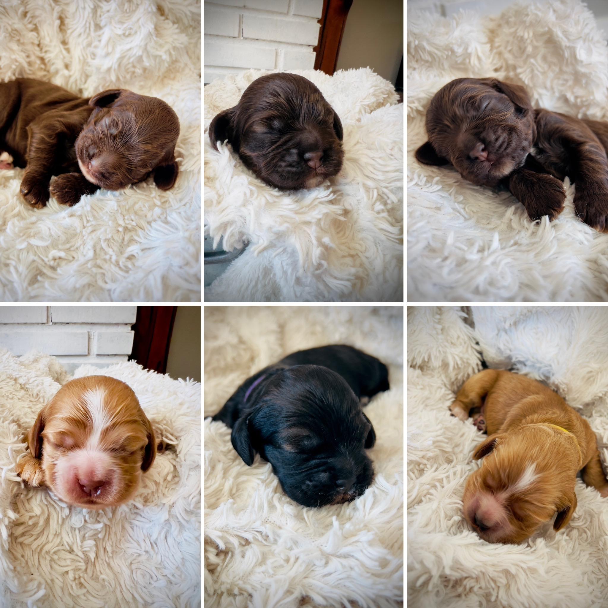 Bluff Country Cockers in Wisconsin | Cocker Spaniel puppies | Good Dog