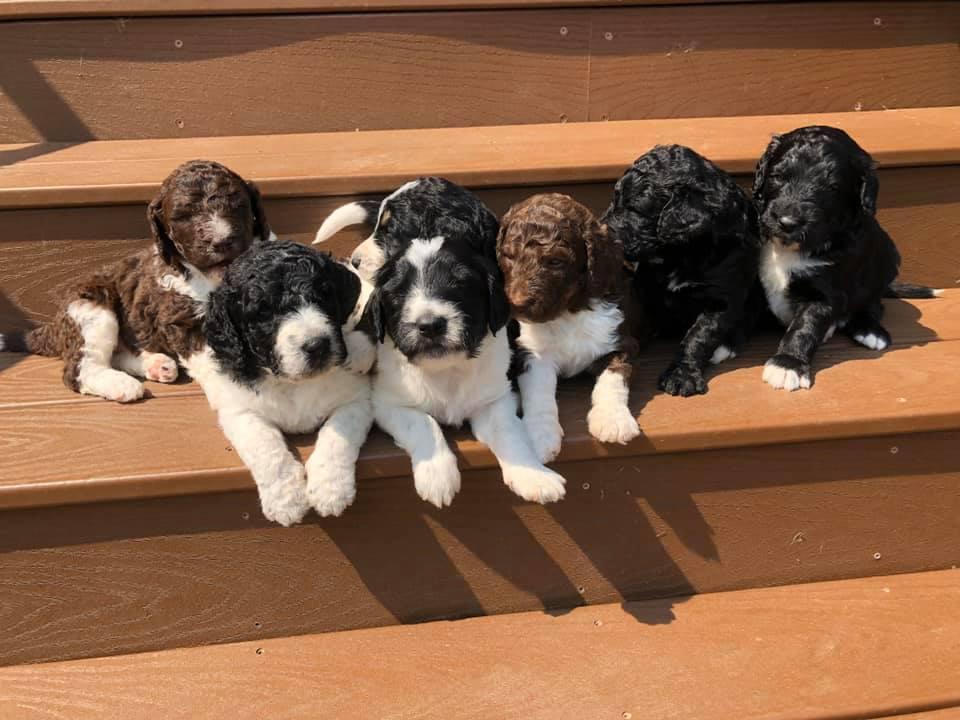 Scenic City Doodles in Tennessee | Bernedoodle, Cavapoo, Coton de ...