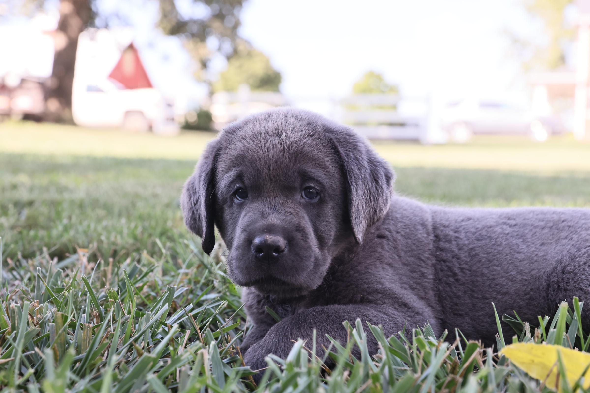 Grimm Girls Farm in Kansas | Golden Retriever, Labrador Retriever or ...