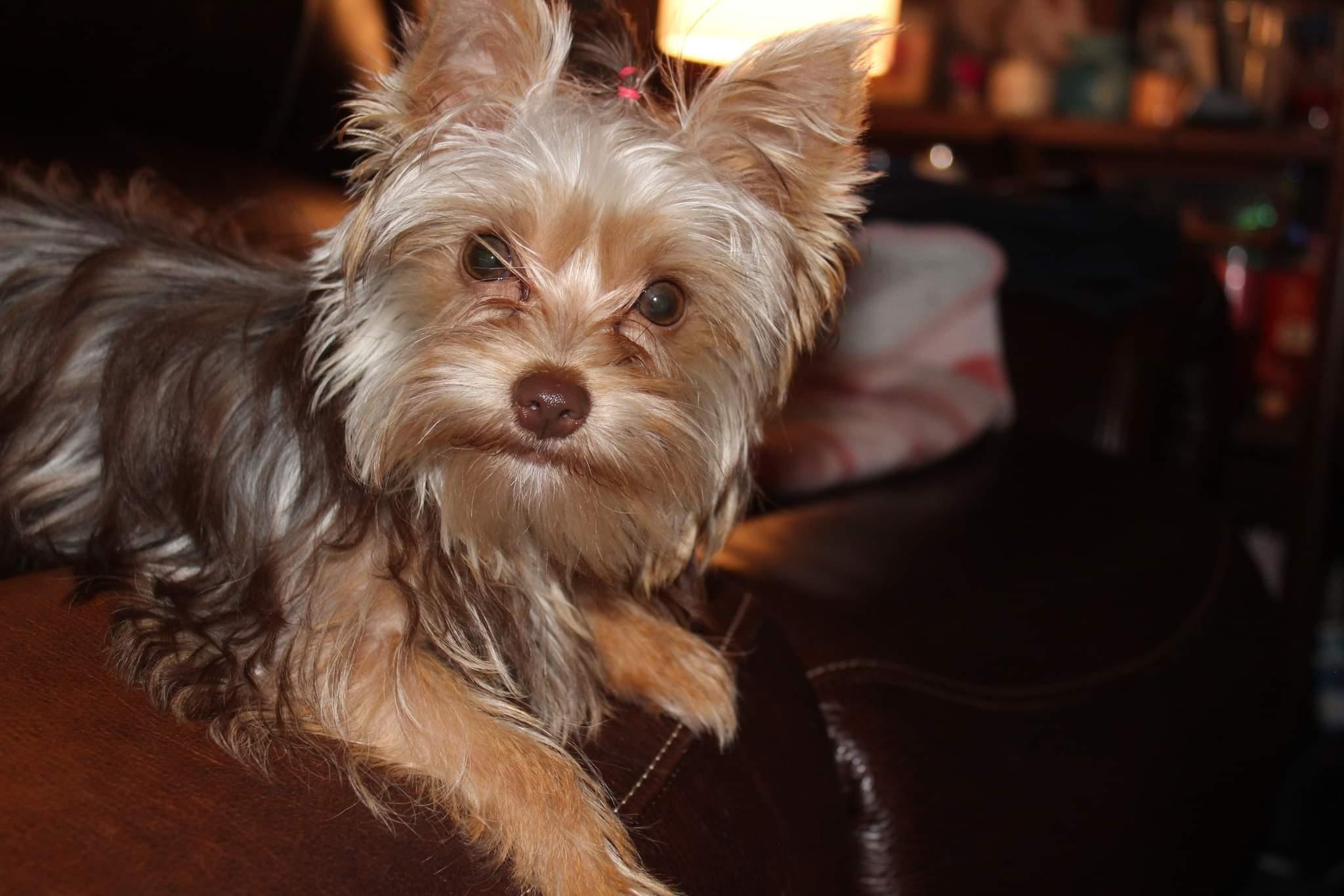 Saraphina's Little Yorkie Angels in Florida | Yorkshire Terrier puppies ...
