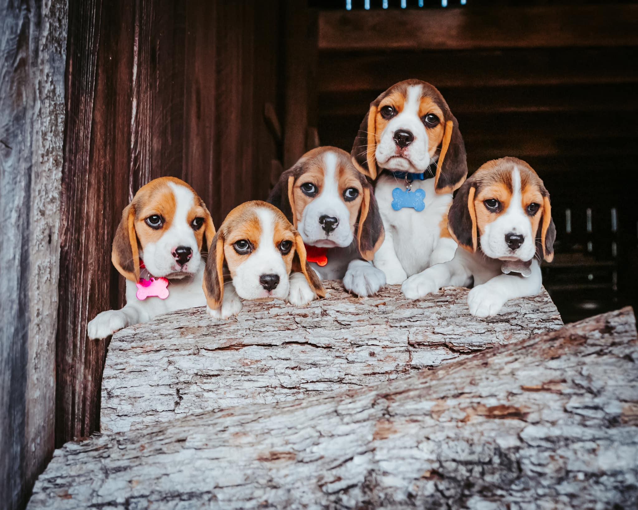 StillCreek in Colorado | Beagle puppies | Good Dog