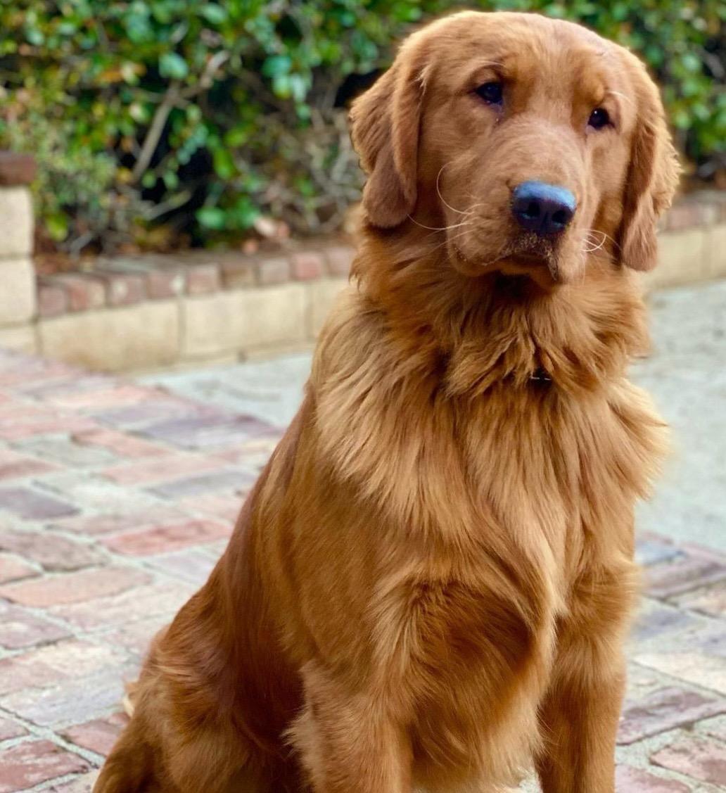 San Luis Rey River Goldens in California | Golden Retriever puppies ...
