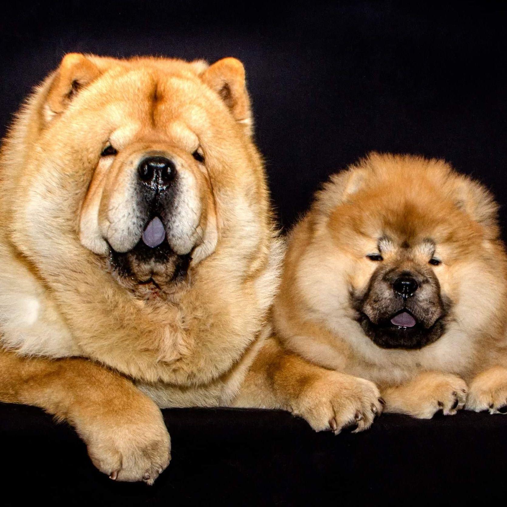 VIP Chows in Arkansas | Chow Chow puppies | Good Dog
