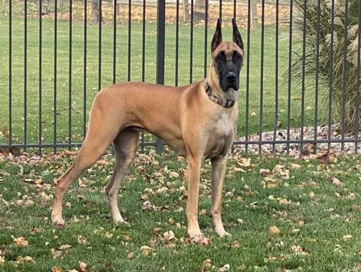 Wil-Joi Great Danes in Illinois | Great Dane puppies | Good Dog