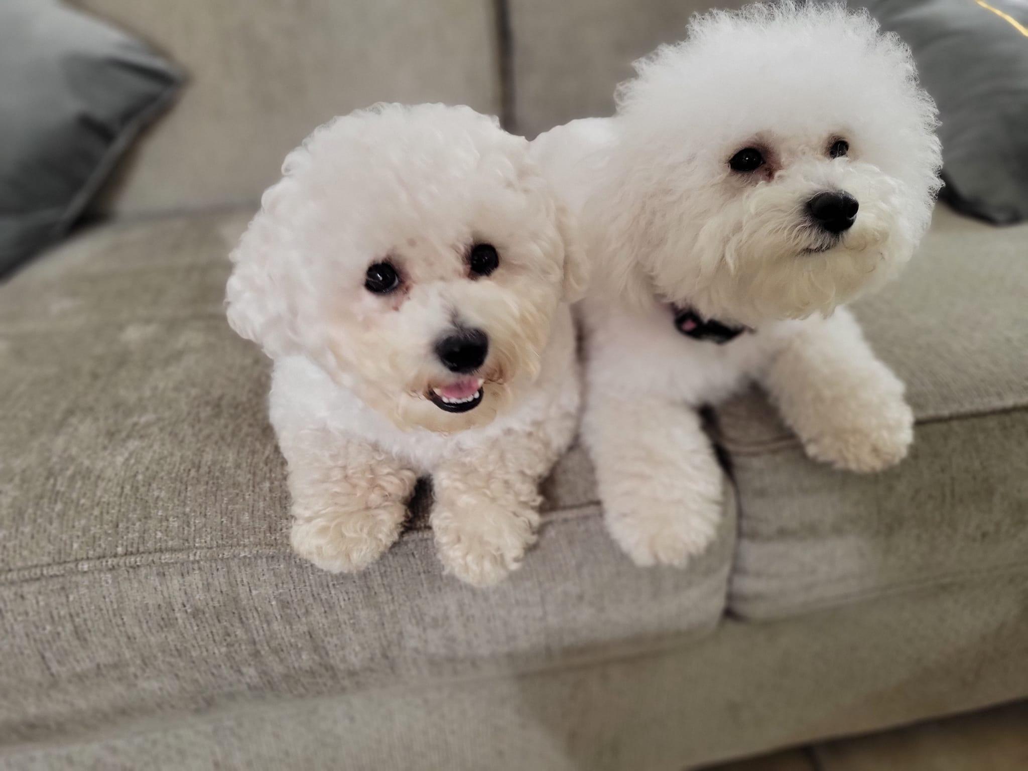 Wonder Bichons in Florida | Bichon Frise puppies | Good Dog