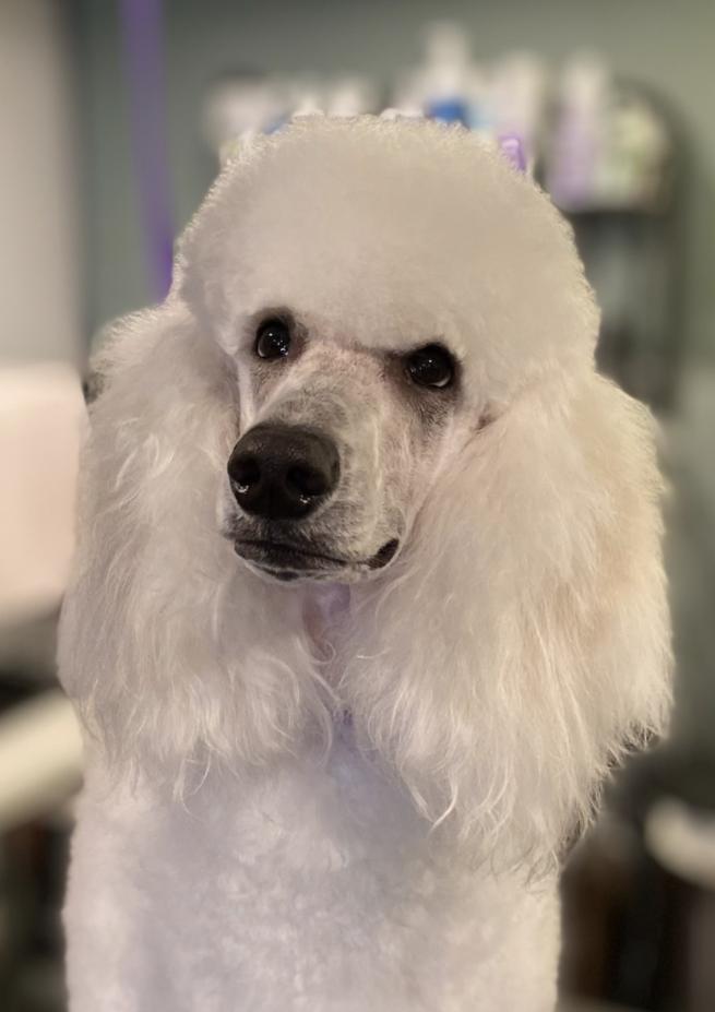 Shore Pine Poodles in Oregon | Poodle puppies | Good Dog