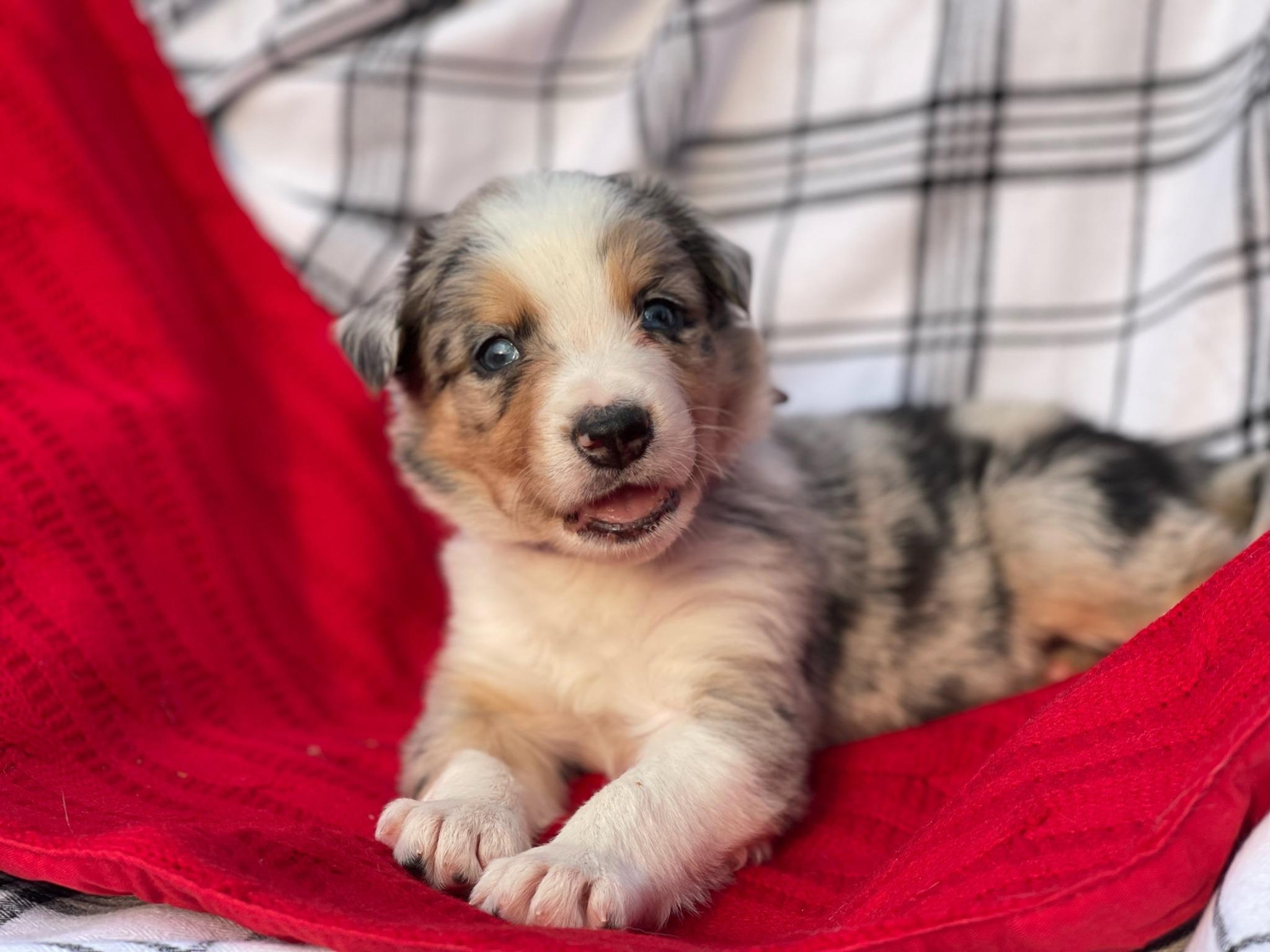 Riverside Ranch Border Collies in Tennessee | Border Collie puppies ...