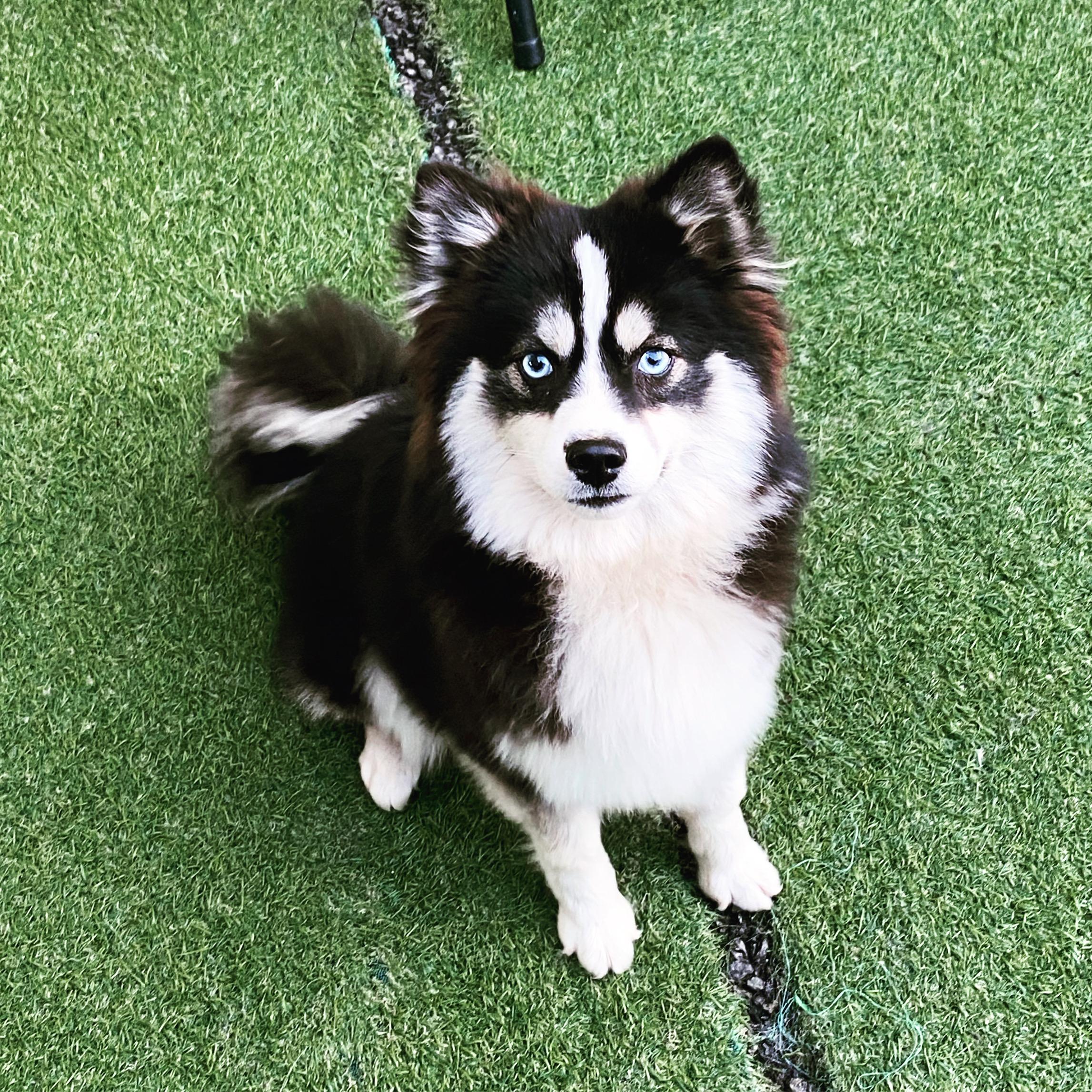 Arctic Tails Spitz in Oregon | Pomsky puppies | Good Dog