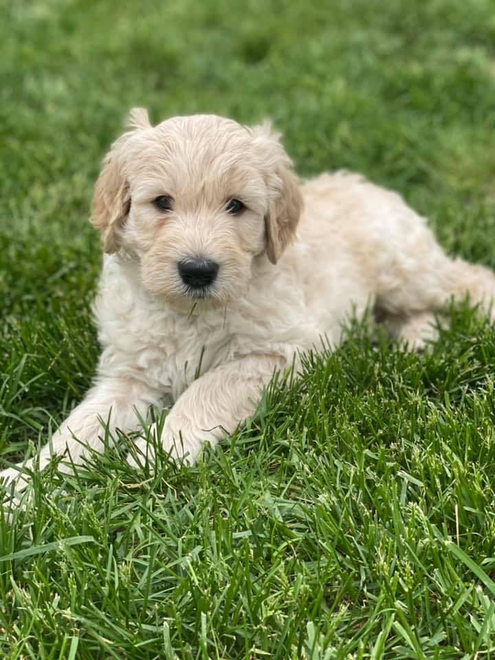 Green Land Doodles of CO in Colorado | Goldendoodle puppies | Good Dog