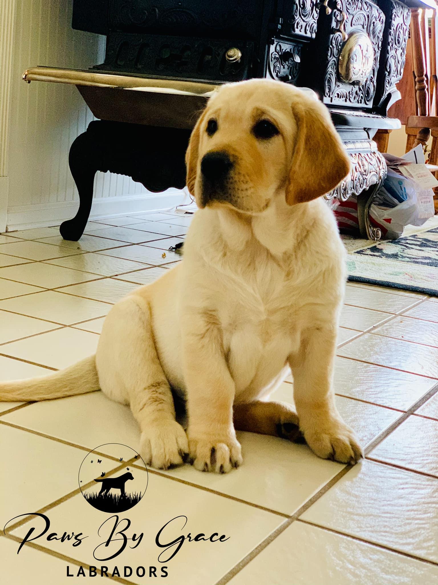 Paws by Grace Labradors in Georgia | Labrador Retriever puppies | Good Dog