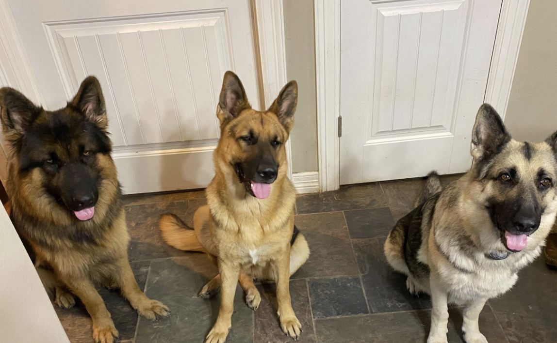 Cedar Creek Kennel in Texas | German Shepherd puppies | Good Dog