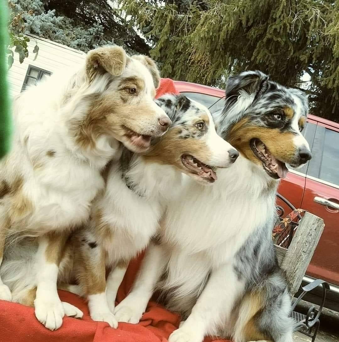 Anny Aussies in Oregon | Australian Shepherd puppies | Good Dog
