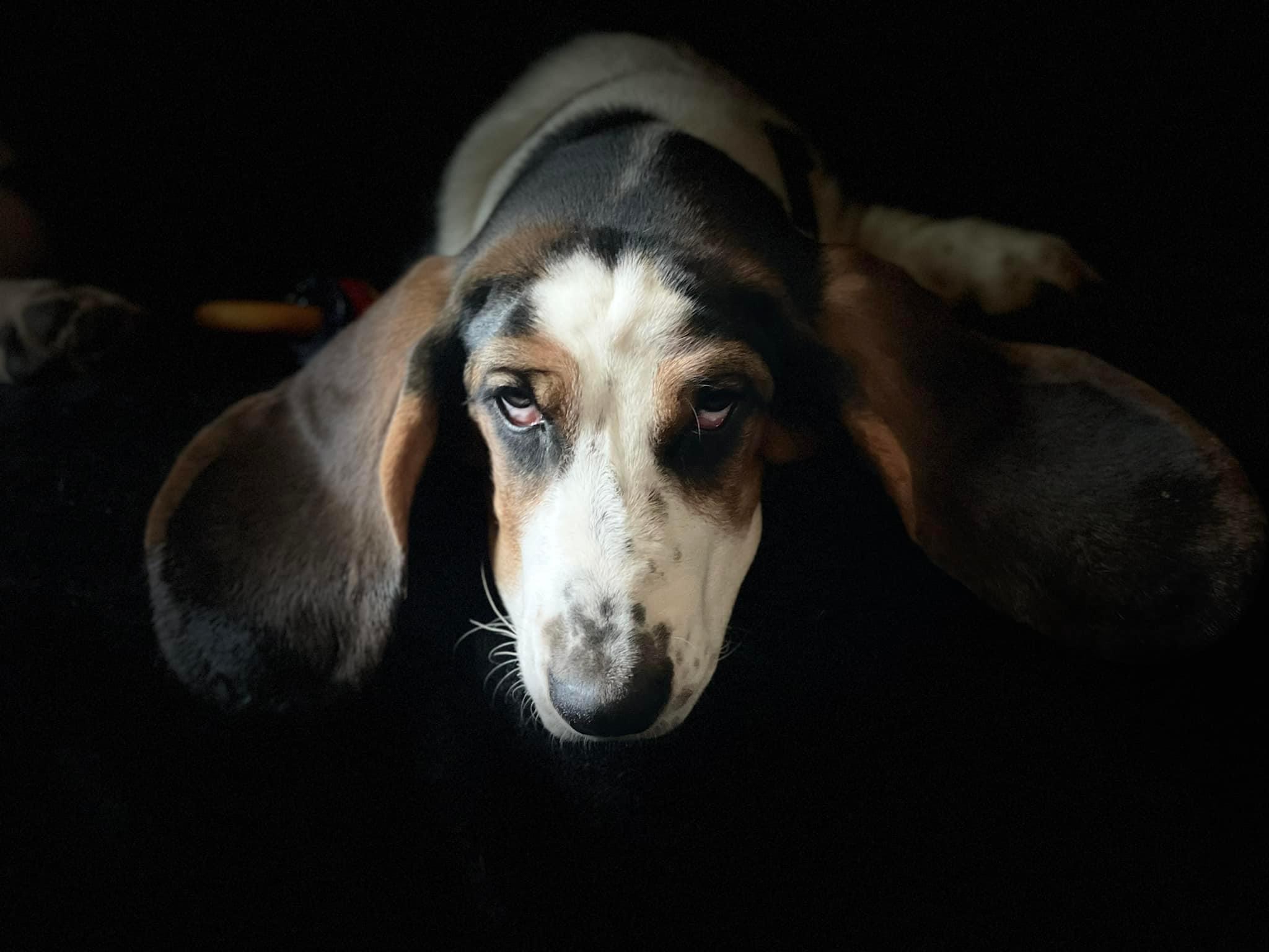 Low and Slow AKC Bassets of Arizona in Arizona | Basset Hound puppies ...