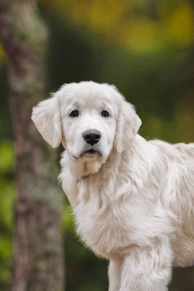 Knotty Acres in Wisconsin | Golden Retriever puppies | Good Dog