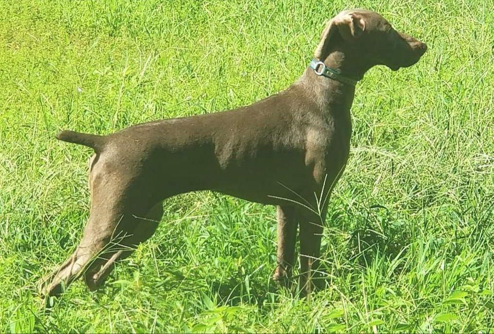 Stunning Weims in | Weimaraner puppies | Good Dog