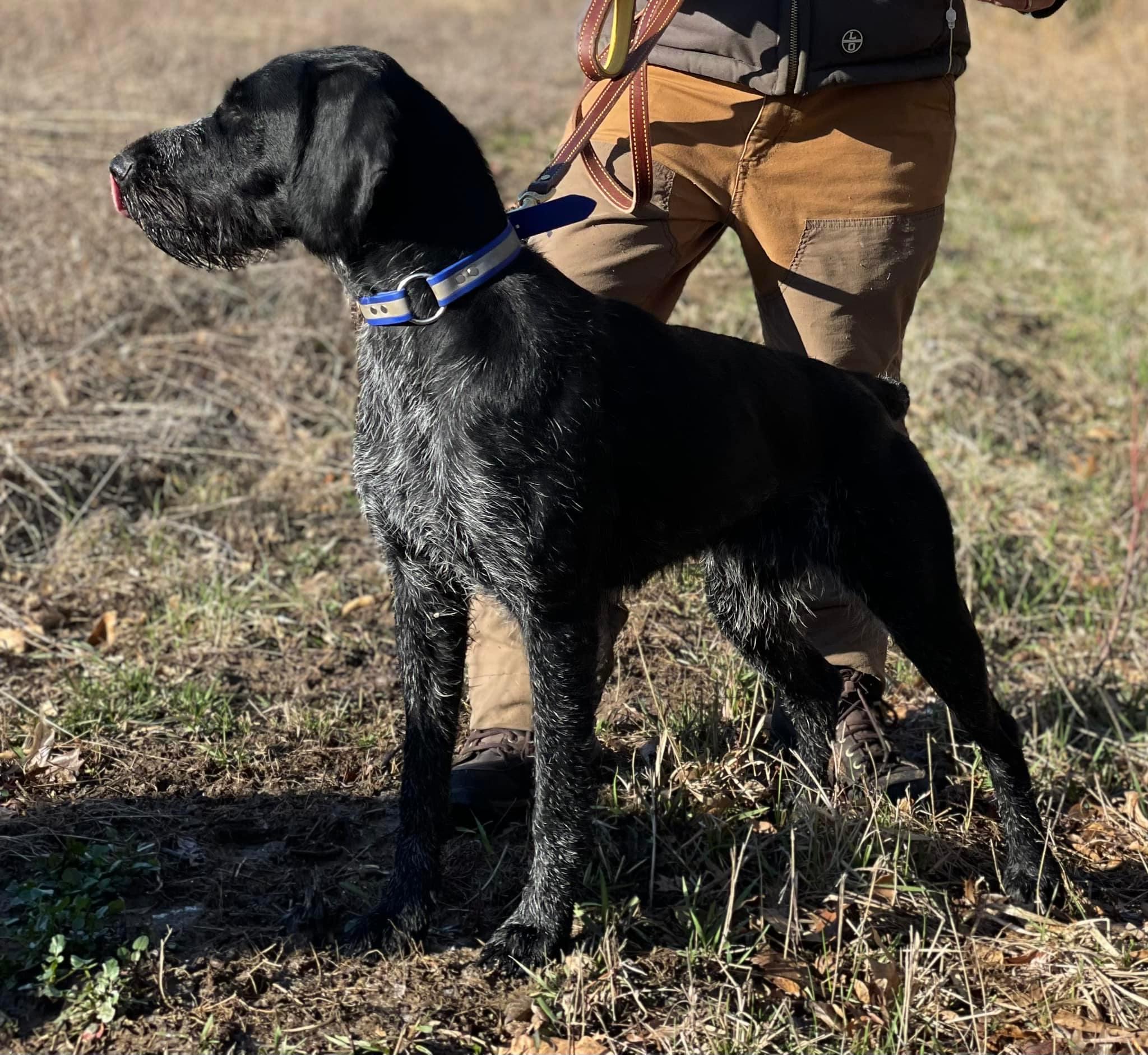 Wirewolf Drahthaars in Tennessee | Deutsch-Drahthaar puppies | Good Dog
