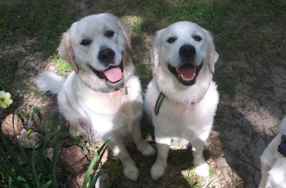 Happy Home English Cream Golden Retriever Breeders of SC in South ...