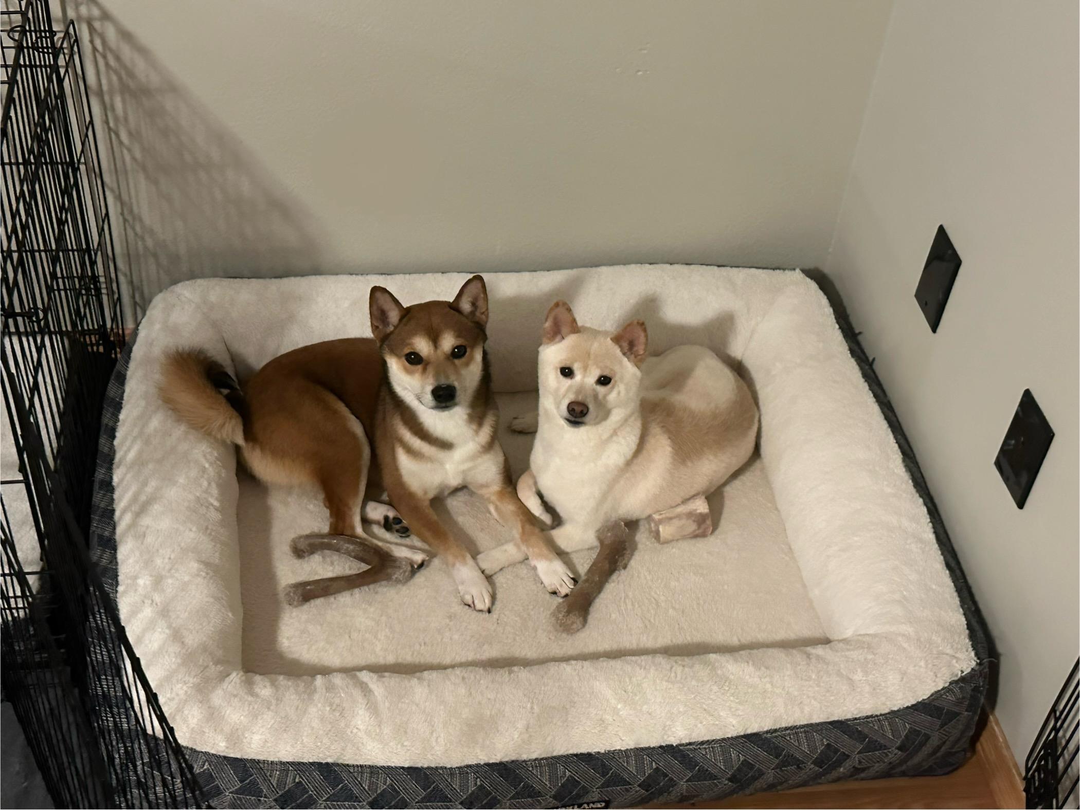 West Coast Shibas in Oregon | Shiba Inu puppies | Good Dog